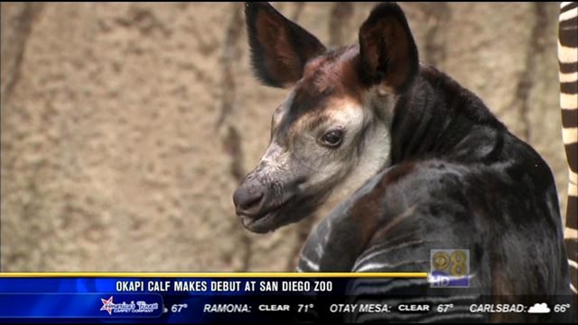 Okapi calf makes debut at San Diego Zoo | cbs8.com