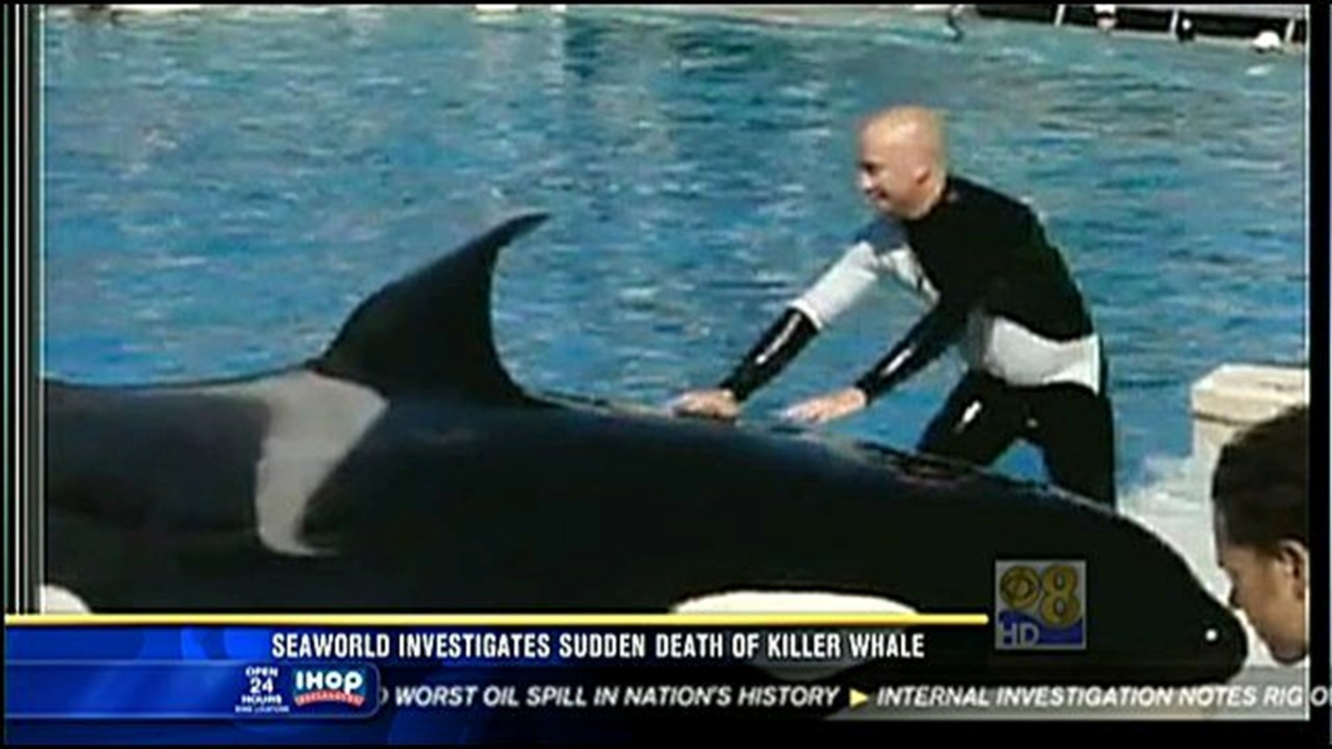 Necropsy performed on SeaWorld killer whale | cbs8.com