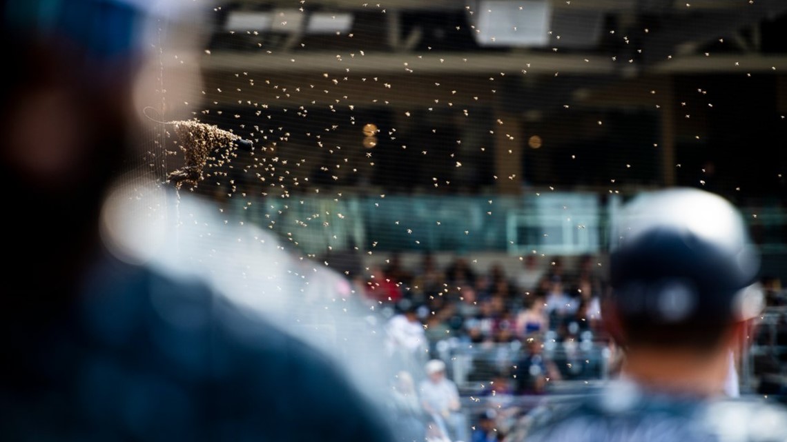San Diego Padres game delayed due to bees on the field | cbs8.com
