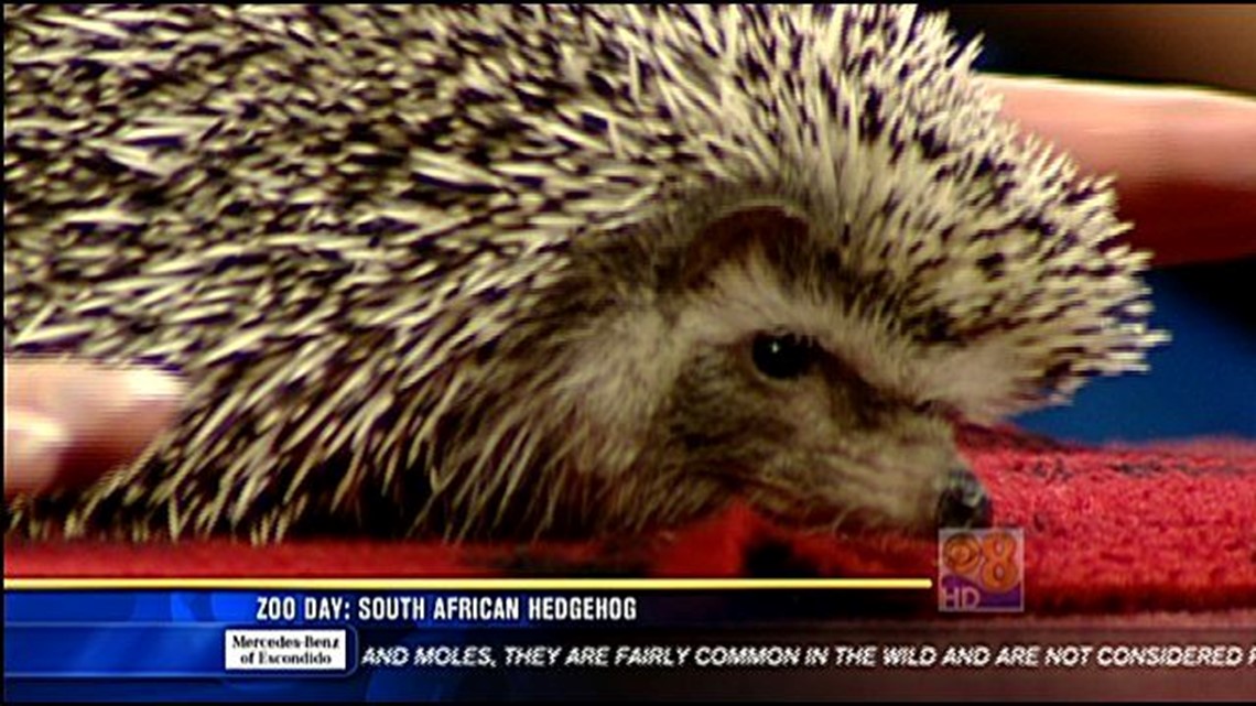 Zoo Day: South African hedgehog | cbs8.com