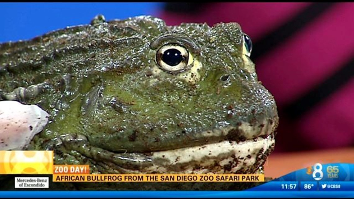 Zoo Day: African bullfrog | cbs8.com