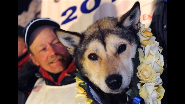 53-year-old musher becomes oldest Iditarod champ | cbs8.com