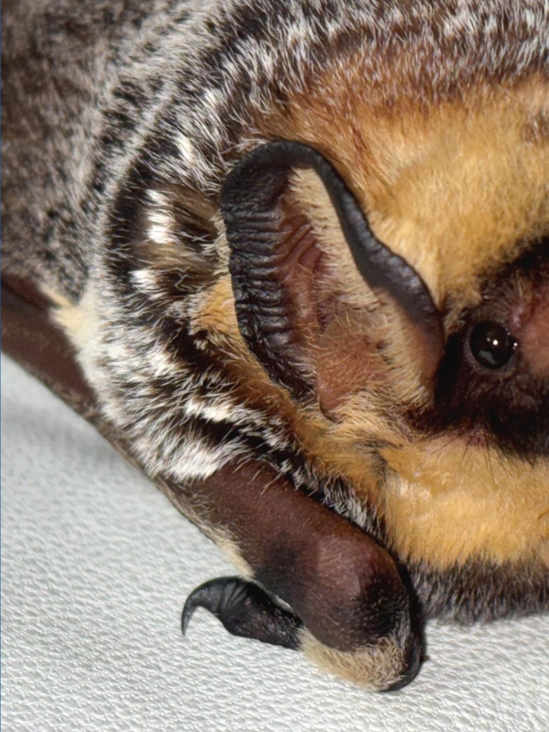 Rehabilitated hoary bat with tracking transmitter released in Southern ...