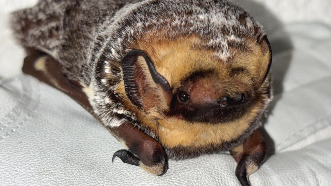 Rehabilitated hoary bat with tracking transmitter released in Southern ...