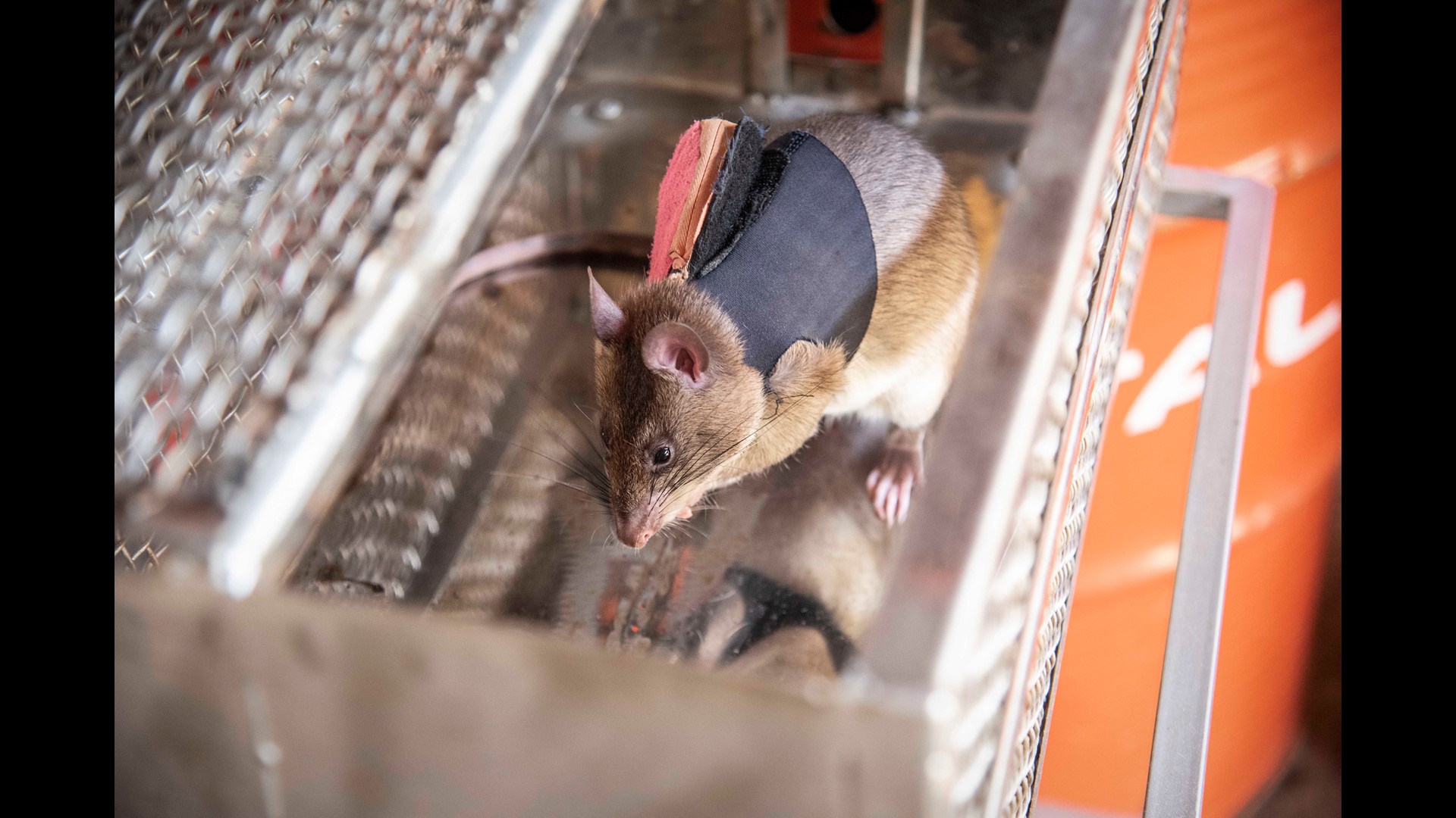 How 'Hero Rats' help in wildlife trafficking | cbs8.com