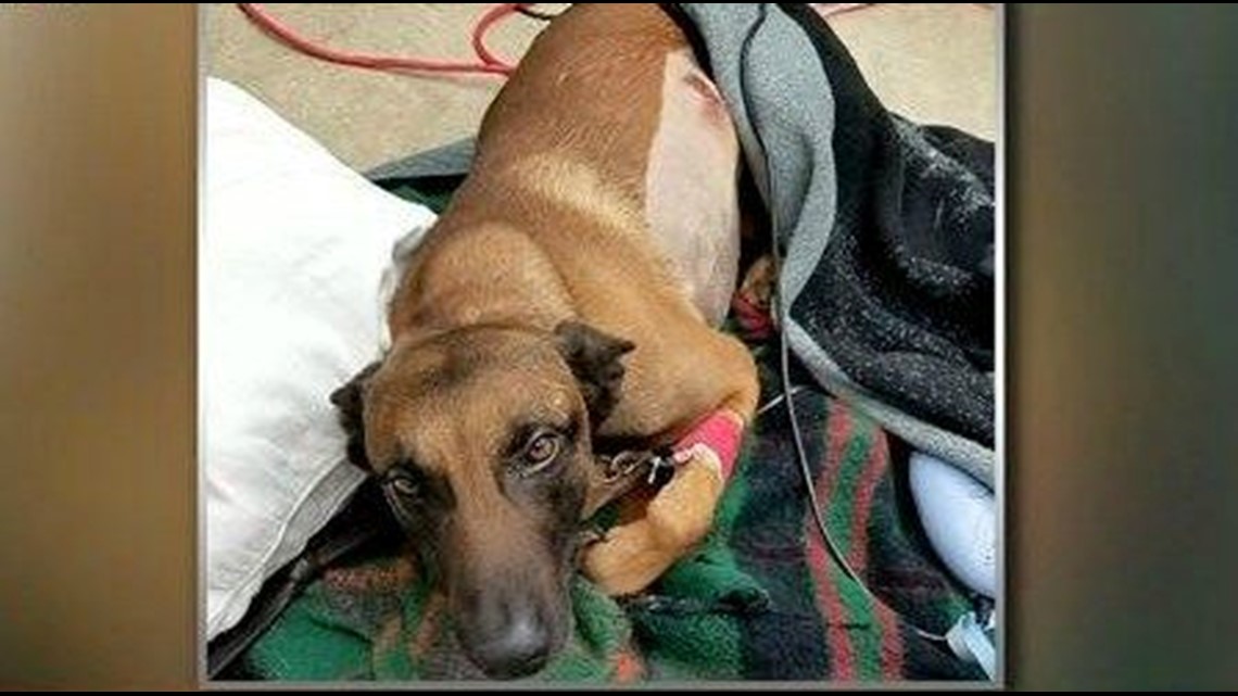 New photo of SDPD K9 stabbed on duty | cbs8.com