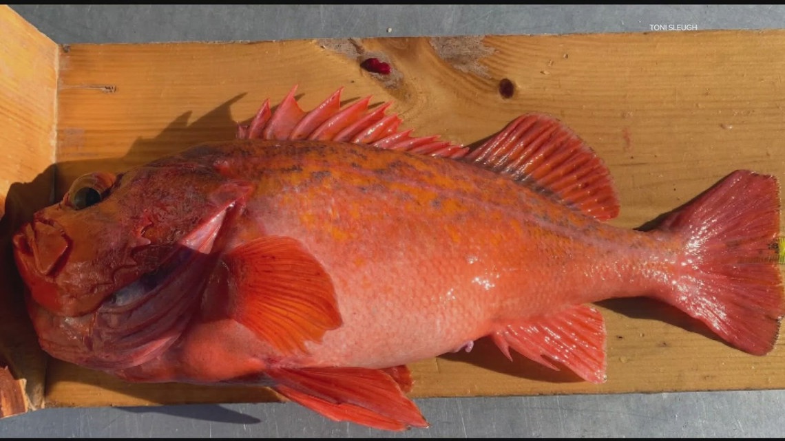 DDT still found in fish off the coast of Southern California | cbs8.com