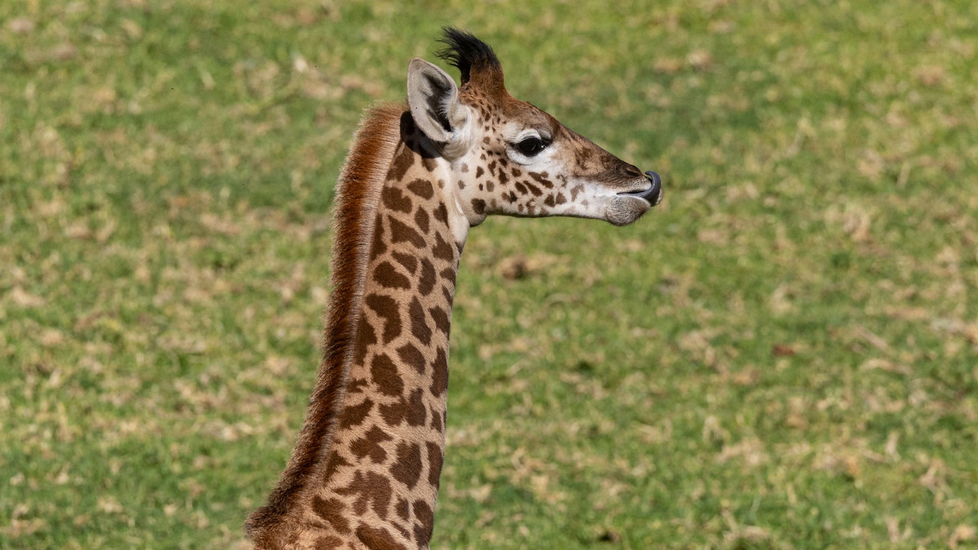 Breaking Bad actor Aaron Paul helps name San Diego giraffe | cbs8.com