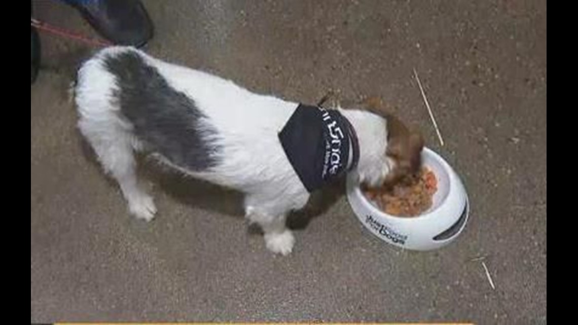 Just food for dogs: New kitchen caters to pets | cbs8.com