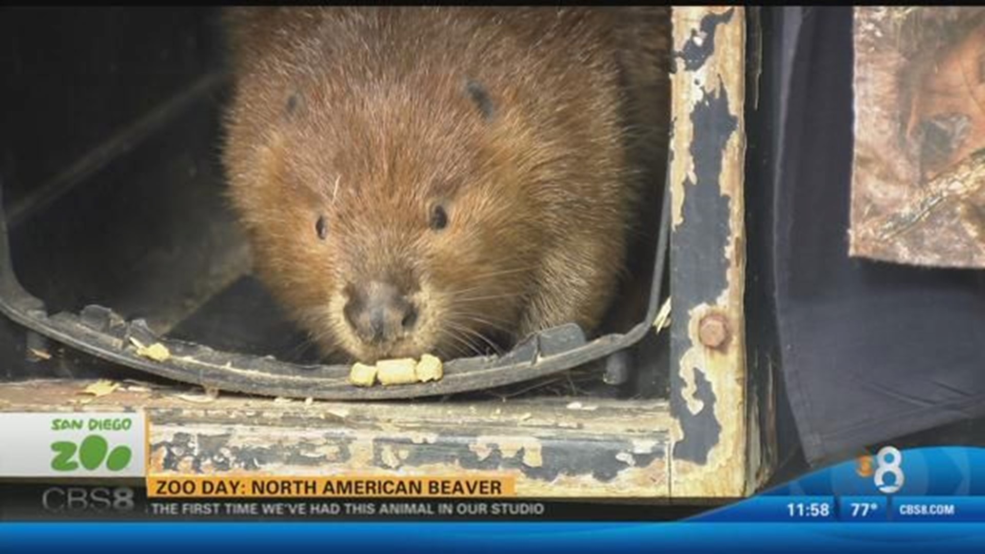 Zoo day: North American Beaver | cbs8.com