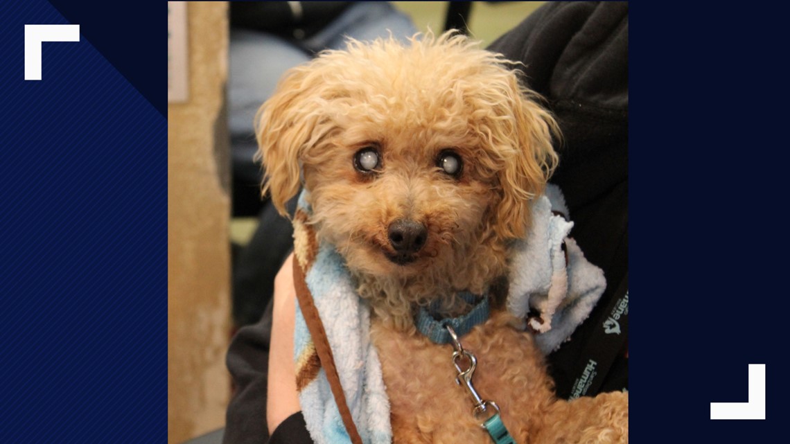 Blind poodle mix looking for a family to call his own | cbs8.com