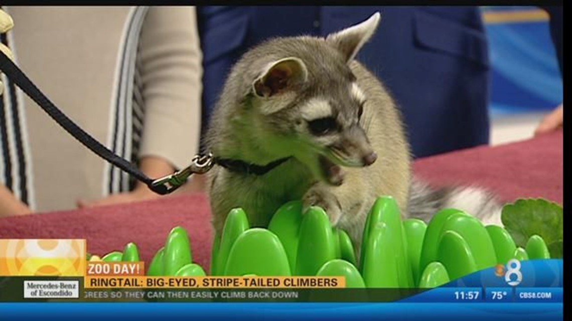 Ringtail: Big-eyed, stripe-tailed climbers | cbs8.com
