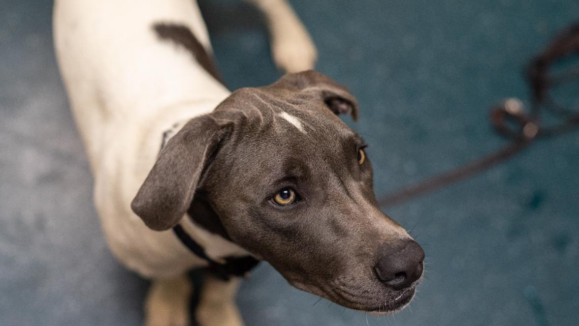 Baja Californian dogs at Oceanside SDHS ready for adoption | cbs8.com
