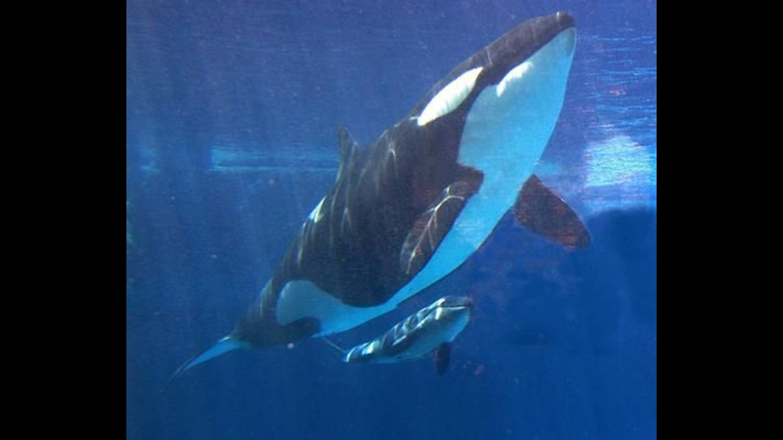 SeaWorld prepares for last orca birth at its parks | cbs8.com