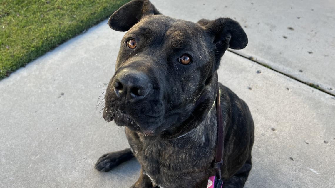 San Diego Humane Society helps with Pasadena wildfire rescue | cbs8.com