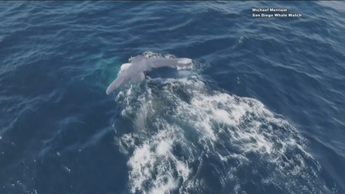 Blue whale season arrives unusually early off Southern California coast ...