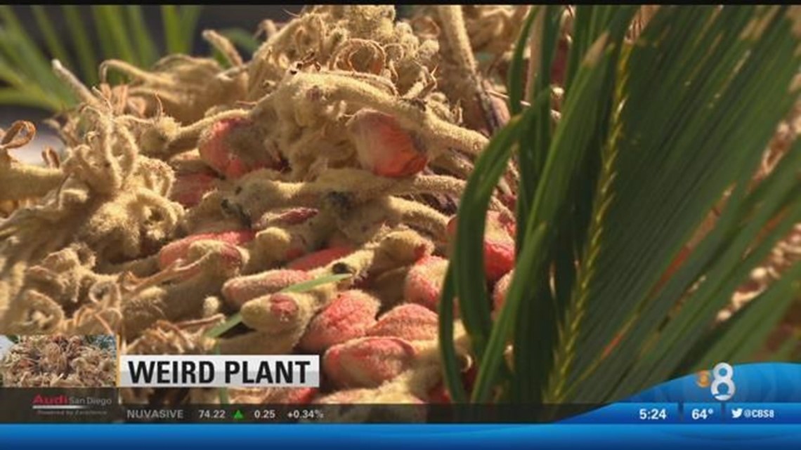 Freaky plant turning heads in Ocean Beach | cbs8.com