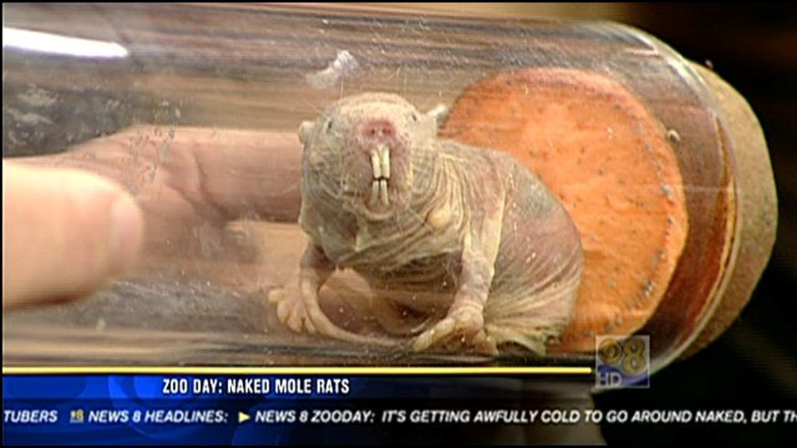 Zoo Day: Naked mole rat | cbs8.com