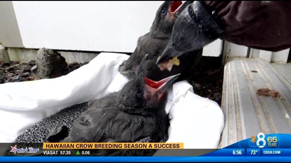 Hawaiian crow breeding season a success | cbs8.com