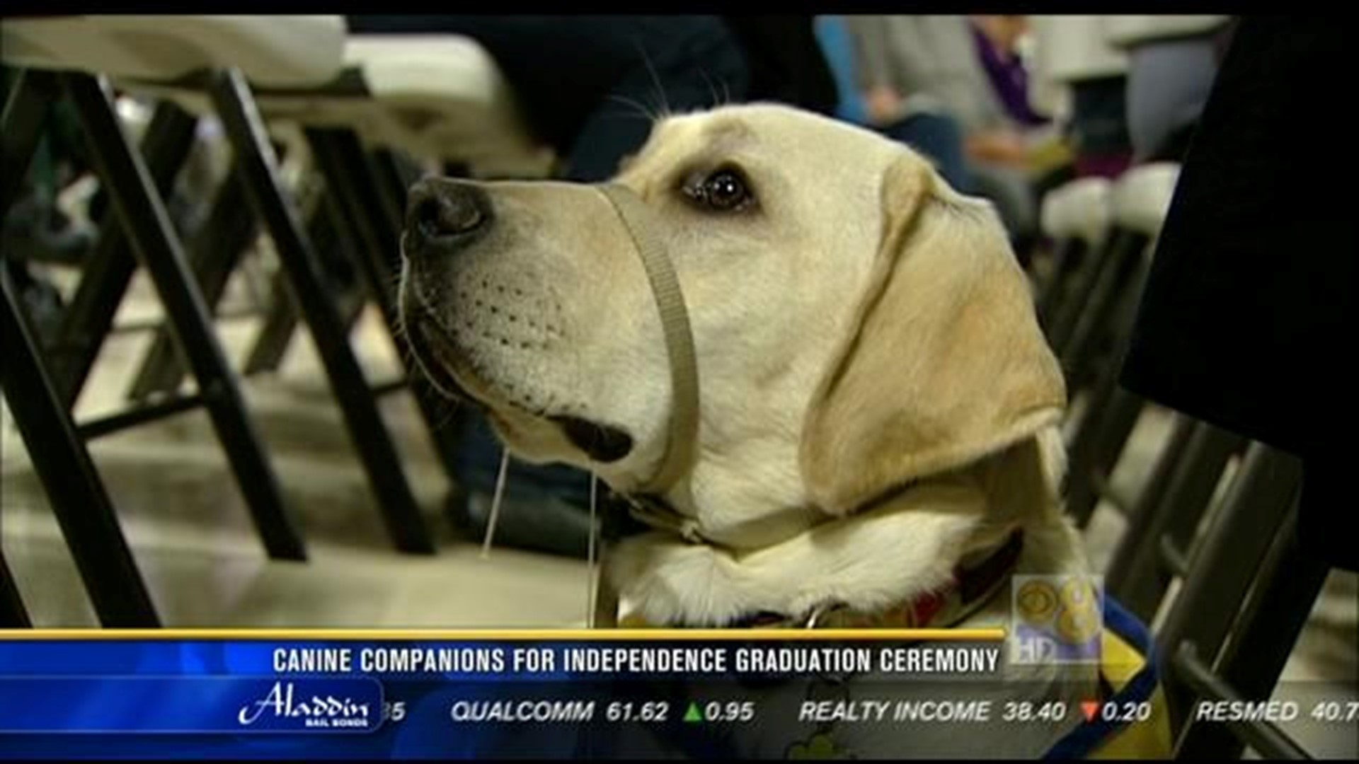Canine Companions for Independence graduation ceremony | cbs8.com