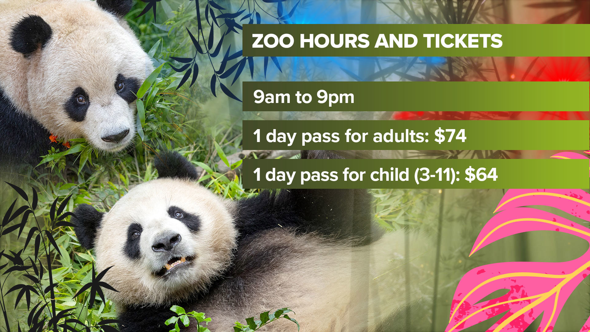 How you can view the giant pandas at San Diego Zoo | cbs8.com