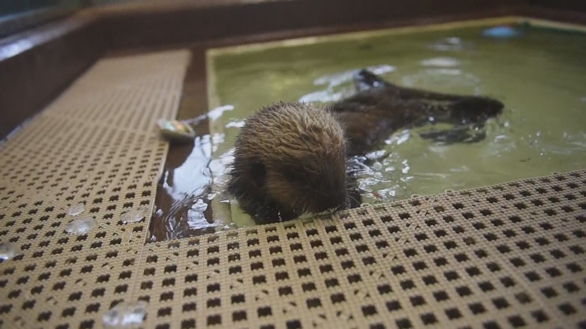 Rescued SeaWorld sea otter now twice as big, twice as cute | cbs8.com