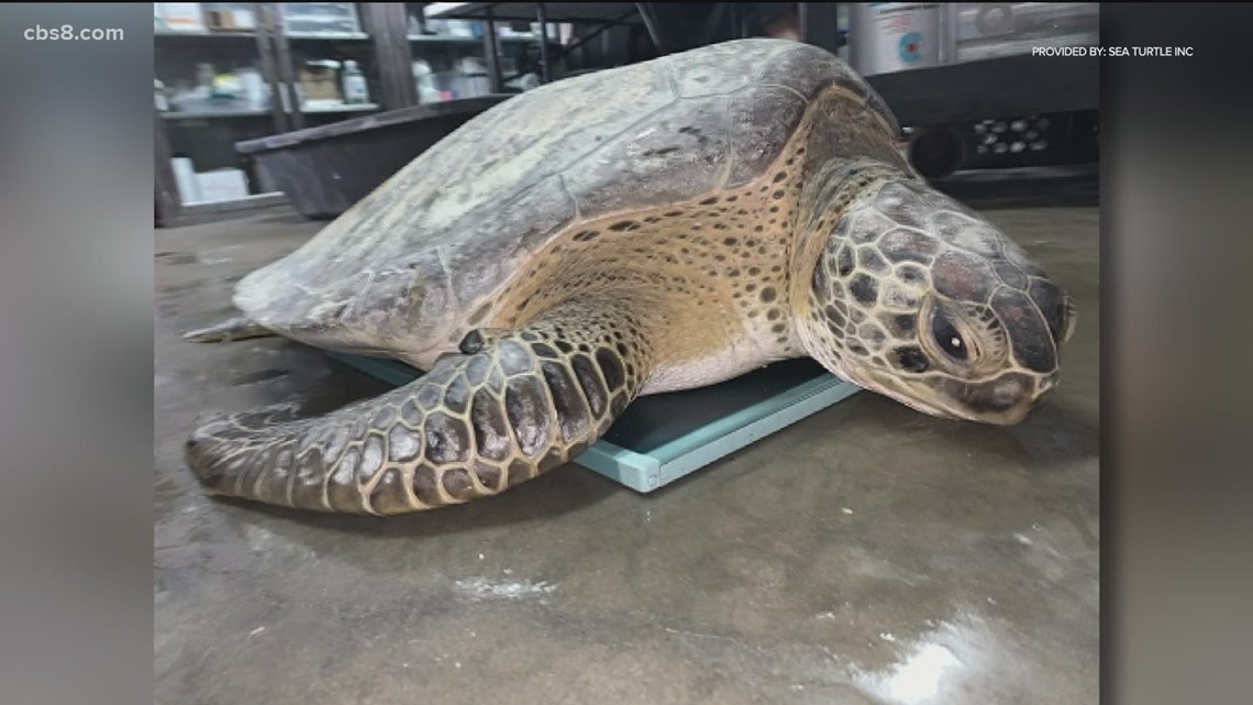 Last cold-stunned sea turtle to be released into nature | cbs8.com