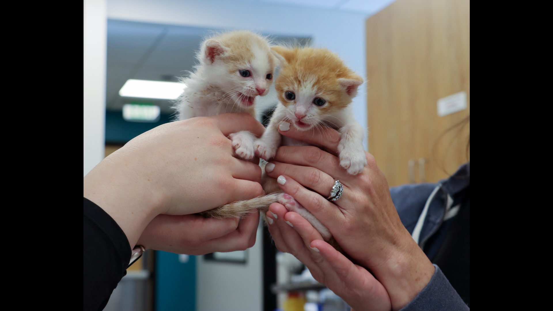 kittens rescued, kittens recovering, riverside kittens found | cbs8.com