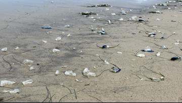 What are the clear, blue things on San Diego beaches? | cbs8.com