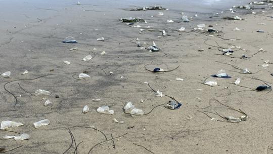 What are the clear, blue things on San Diego beaches? | cbs8.com