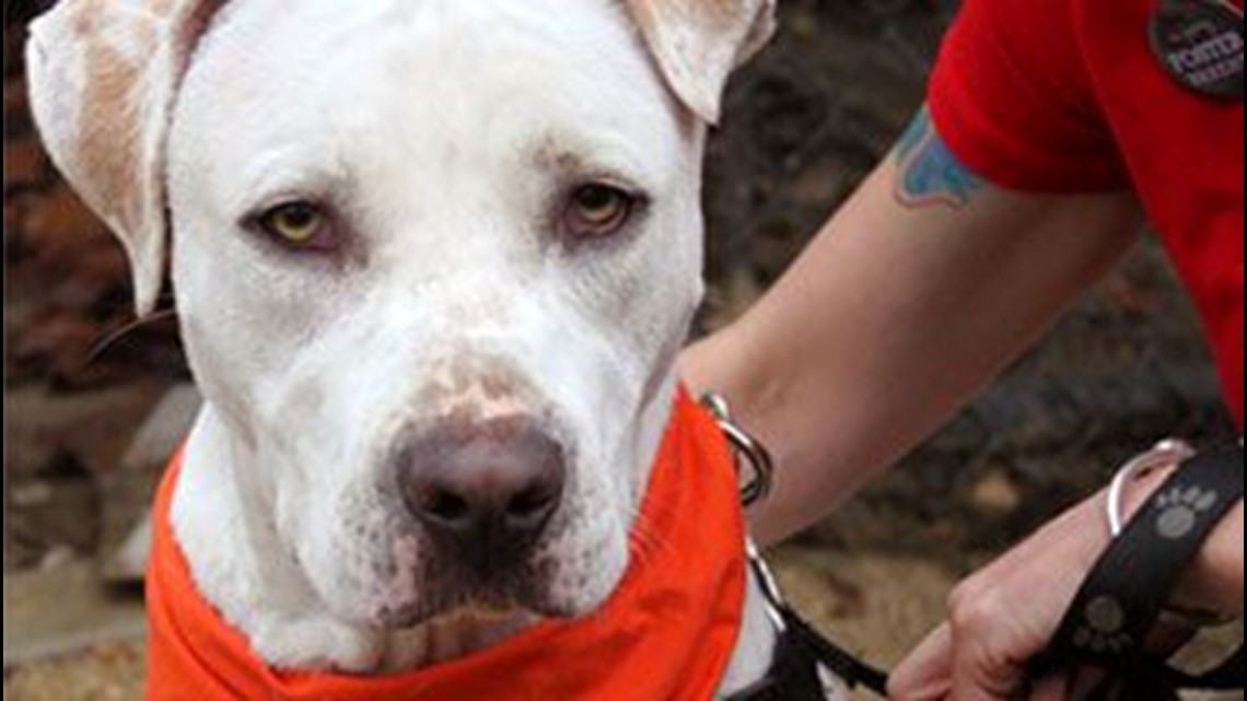 Benji: Sweet, cute and lovable | cbs8.com