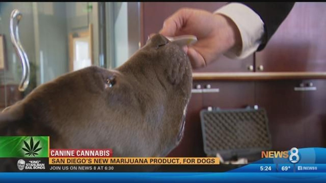 Canine Cannabis: San Diego's new marijuana product, for dogs | cbs8.com