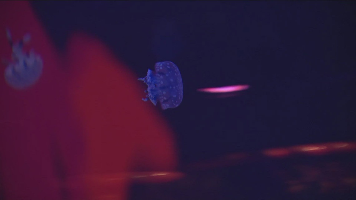 SeaWorld San Diego unveils 'Jewels of the Sea: A Jellyfish Experience ...