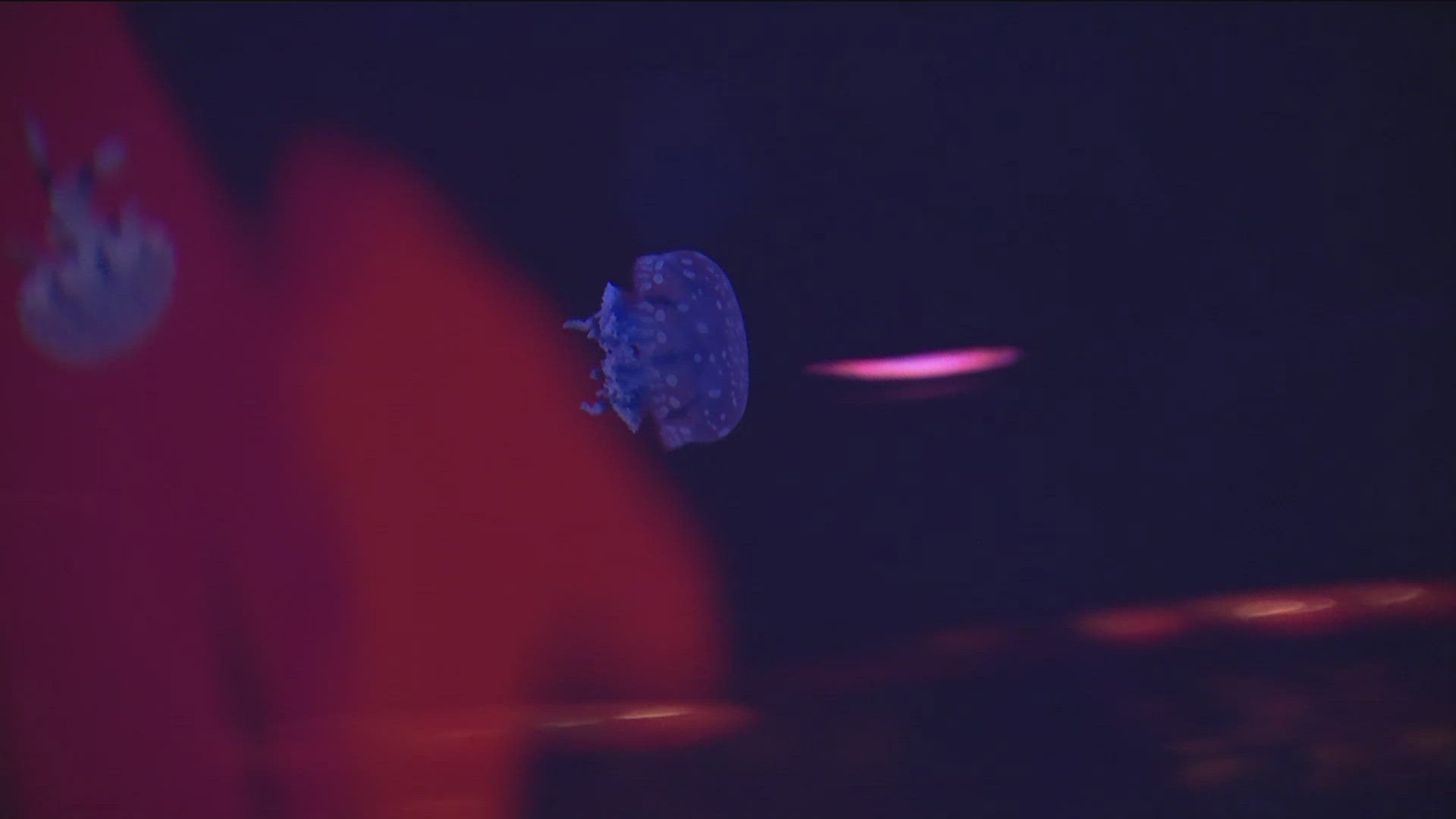 SeaWorld San Diego unveils 'Jewels of the Sea: A Jellyfish Experience ...