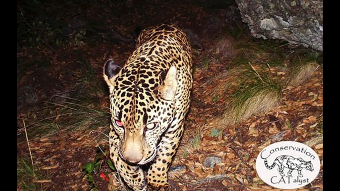 New leash on life: K-9 gets second chance tracking jaguar | cbs8.com