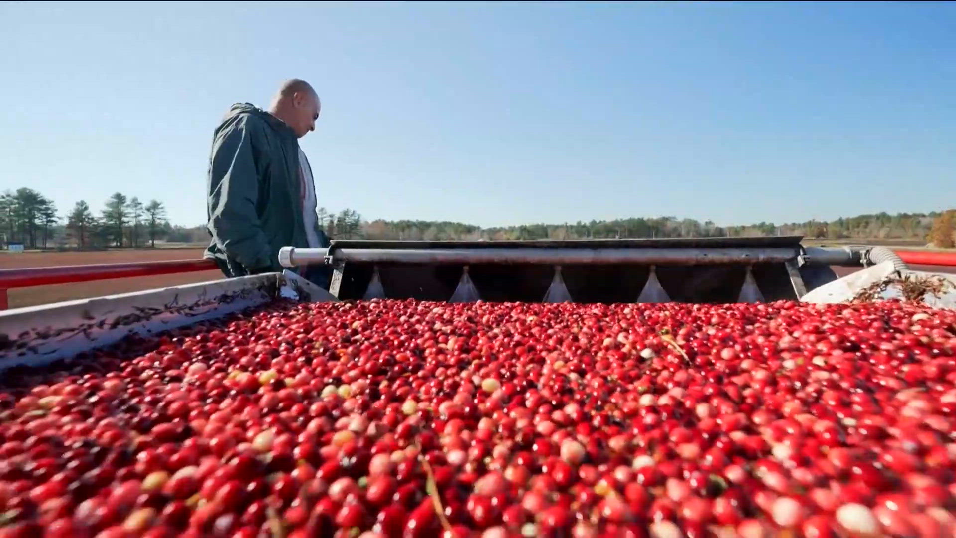 Study into hybrid cranberries may boost resilience amid climate change ...
