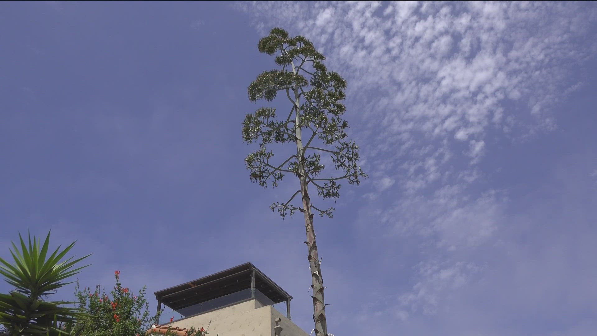 Ocean Beach hosts towering 36.5-foot agave marvel | cbs8.com