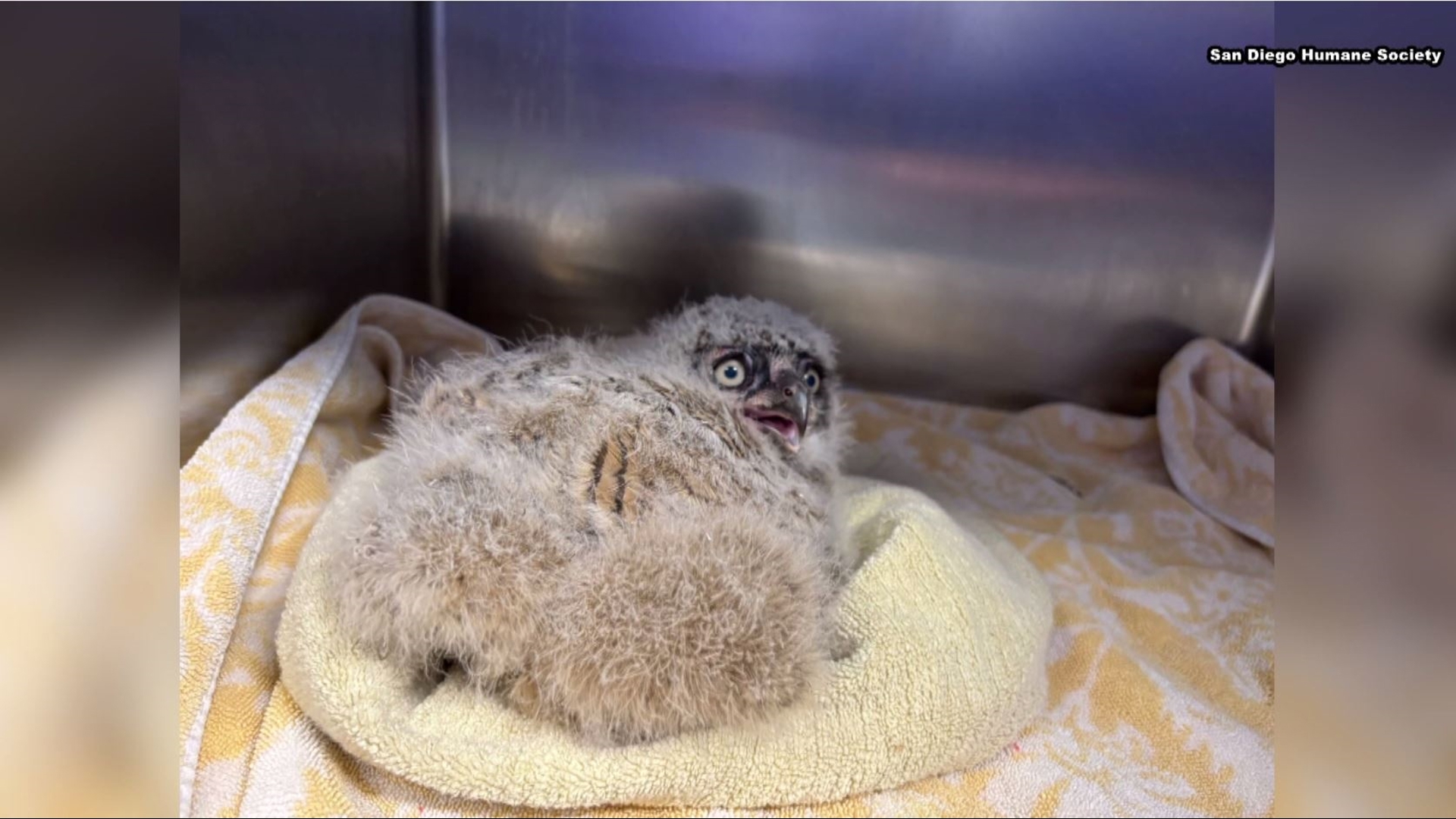 San Diego owlets return to wild after expert care | cbs8.com