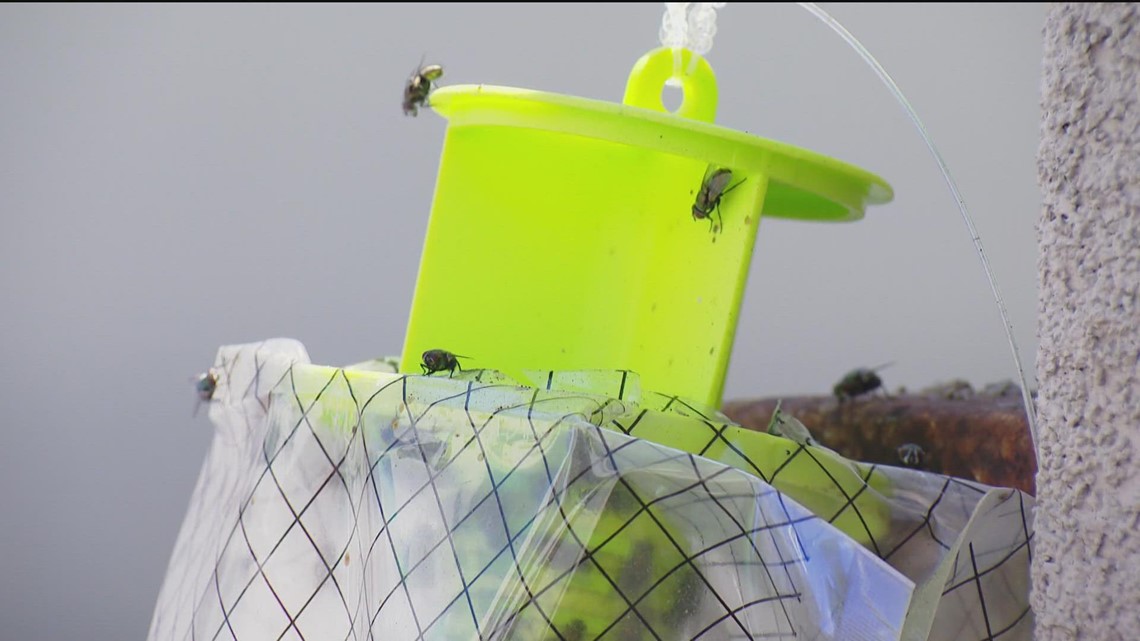 What’s bugging you? Flies on the rise across the county | cbs8.com