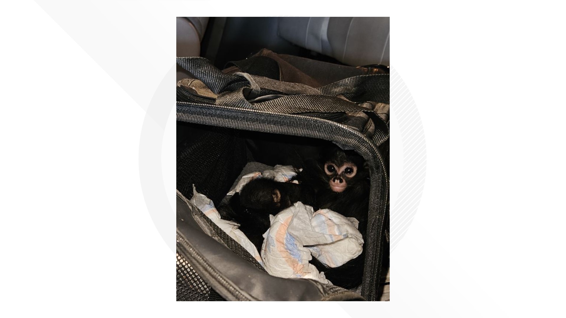 Smugglers caught with spider monkeys at U.S.-Mexico border | cbs8.com