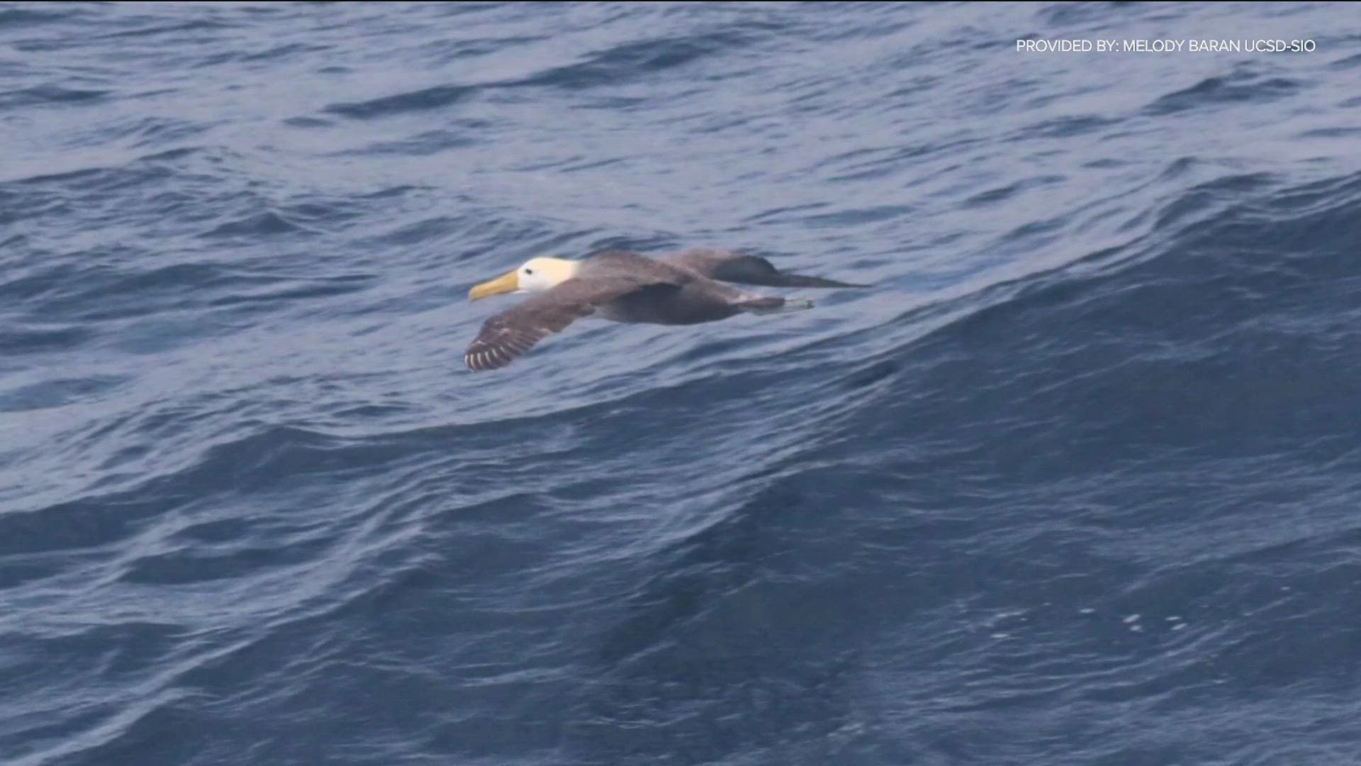 Rare waved albatross spotted off California coast during San Diego ...