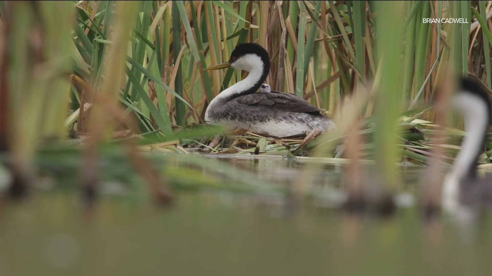 Grebes return, find success at Lake Hodges | cbs8.com