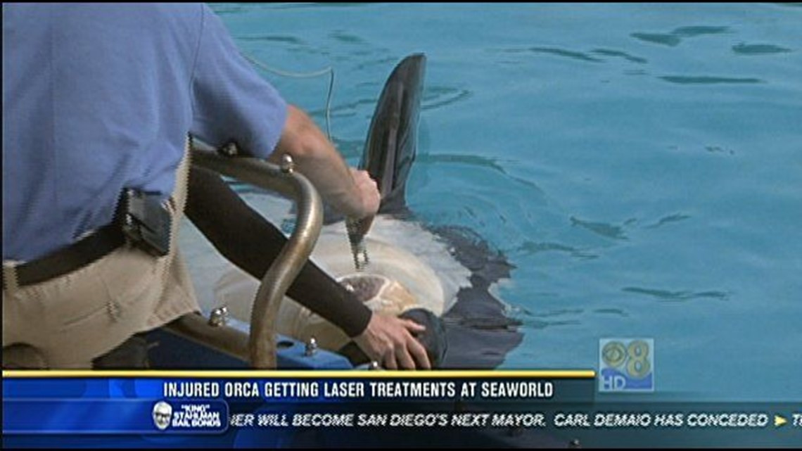 Injured Orca getting laser treatments at SeaWorld | cbs8.com