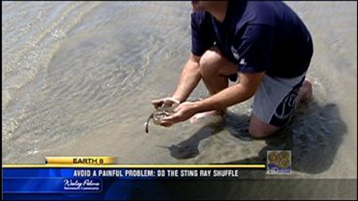 Avoid A Painful Problem: Do The Stingray Shuffle | cbs8.com