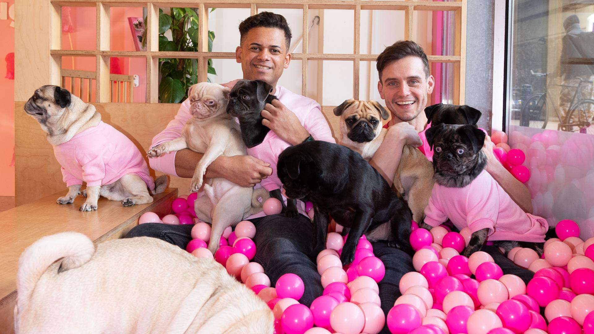 Pug cafe in San Diego County | cbs8.com