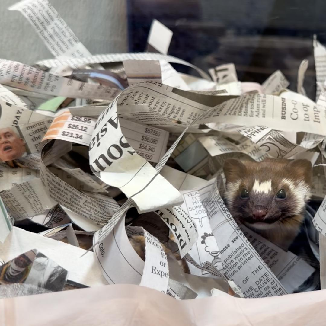 CHP introduces stealth patrol cars | cbs8.com