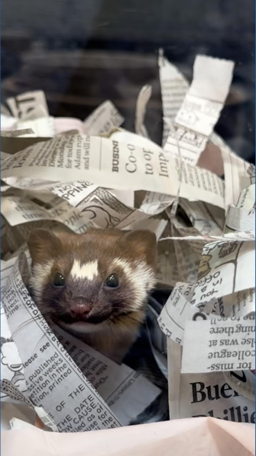 CHP introduces stealth patrol cars | cbs8.com