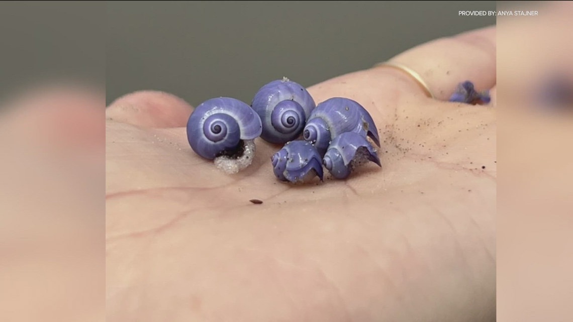 Rare, violet sea snails in San Diego | cbs8.com