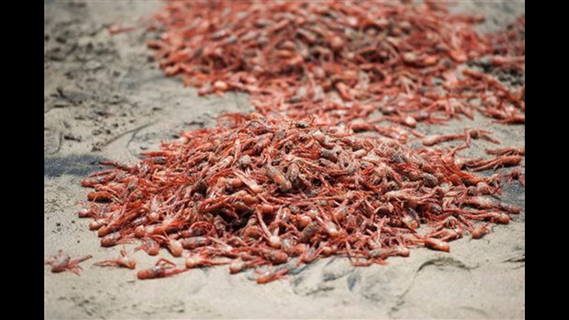 Thousands of tiny red crabs wash ashore on Orange County beach | cbs8.com