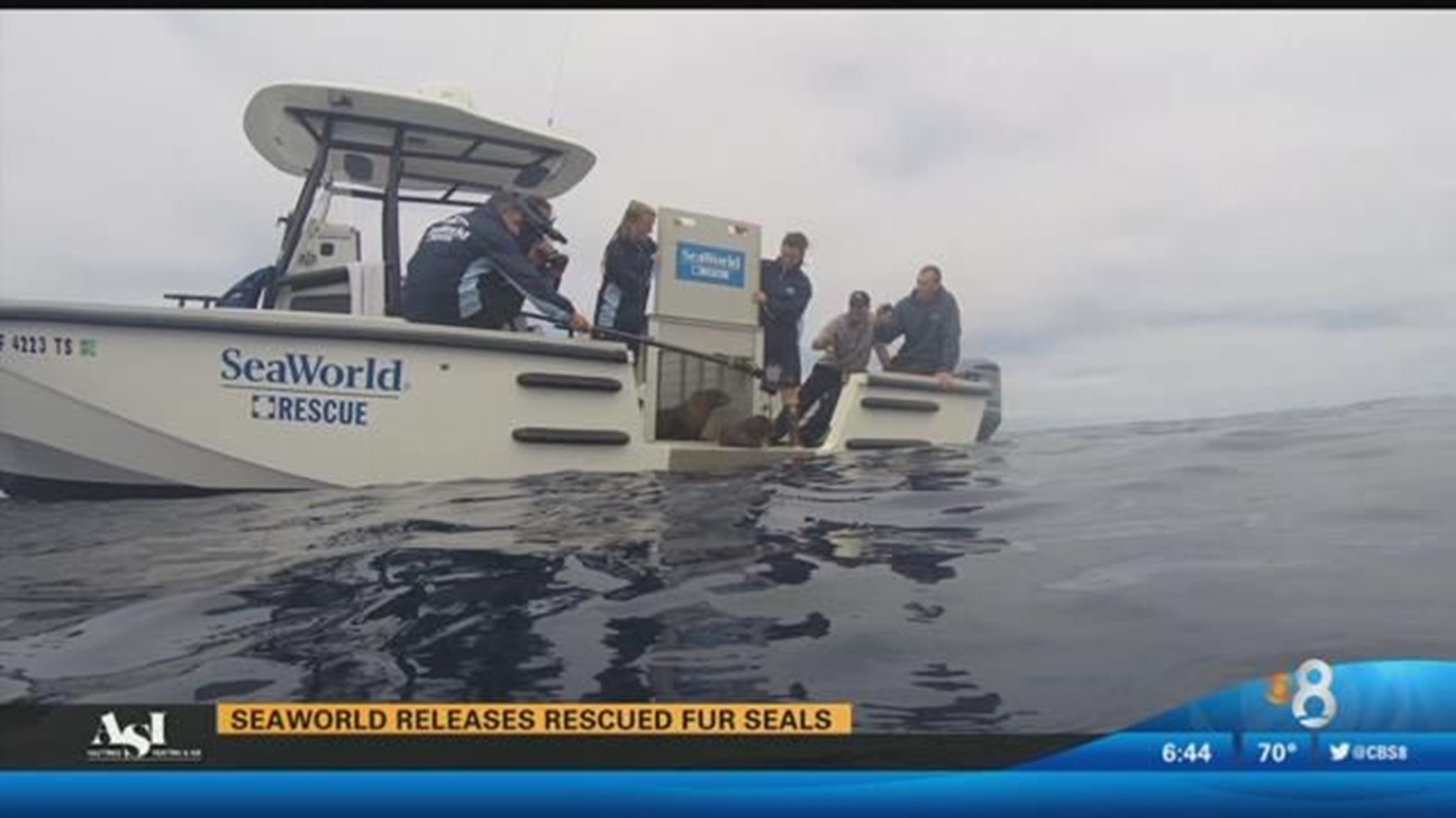 SeaWorld releases rescued fur seals | cbs8.com